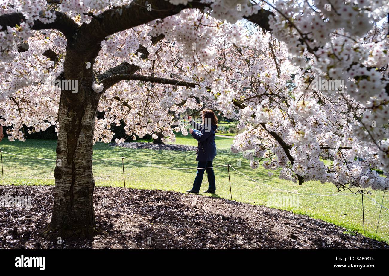 Cambridge, England Uk. 01st Apr, 2025. Cambridge Botanic Garden ...