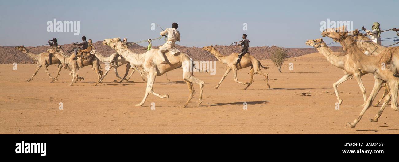 Chad, Ennedi, Wadi Hawar, Amdjarass, Camel races (dromedaries) are a ...