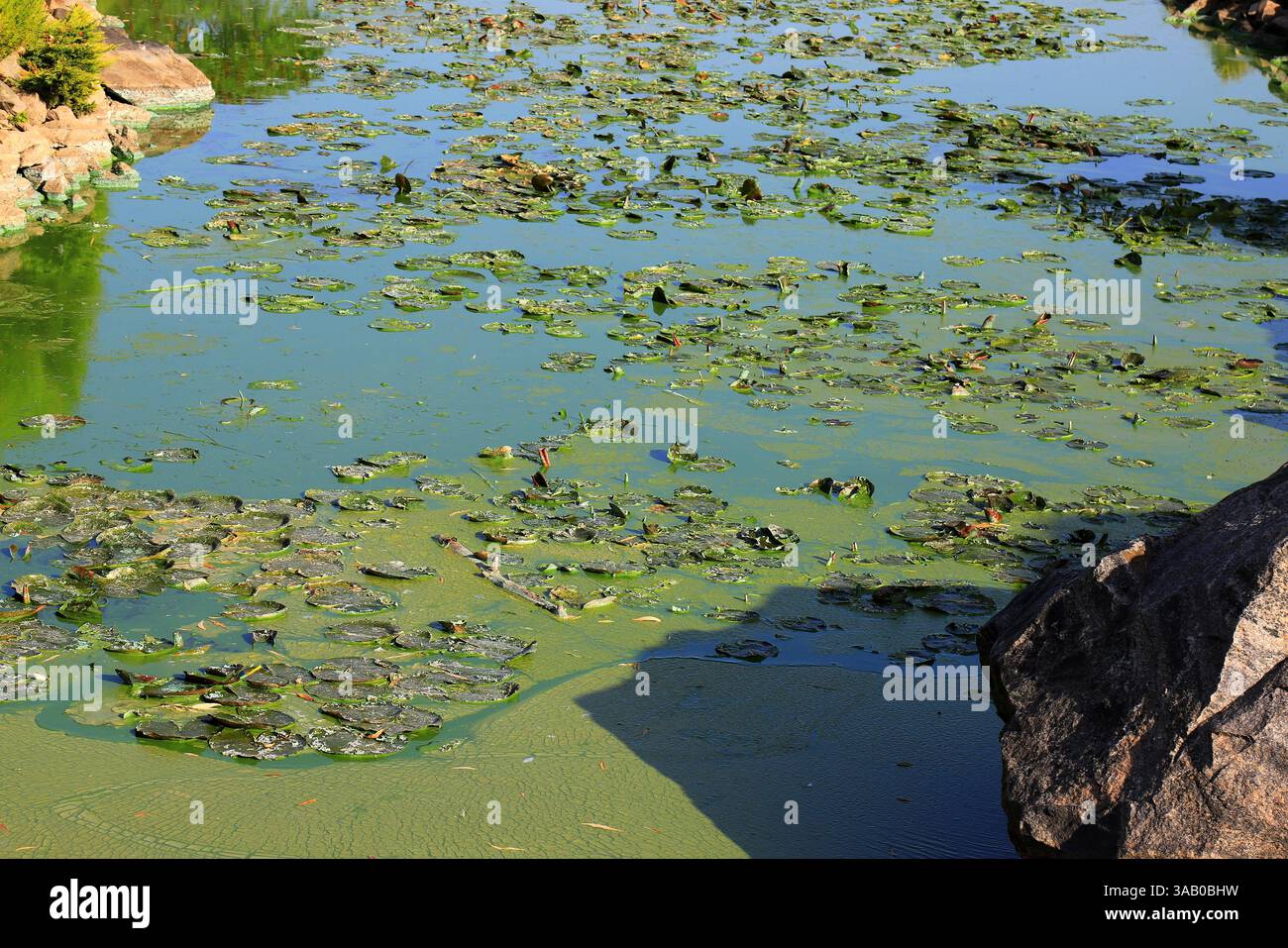 Water pollution by blooming blue green algae - is world environmental ...