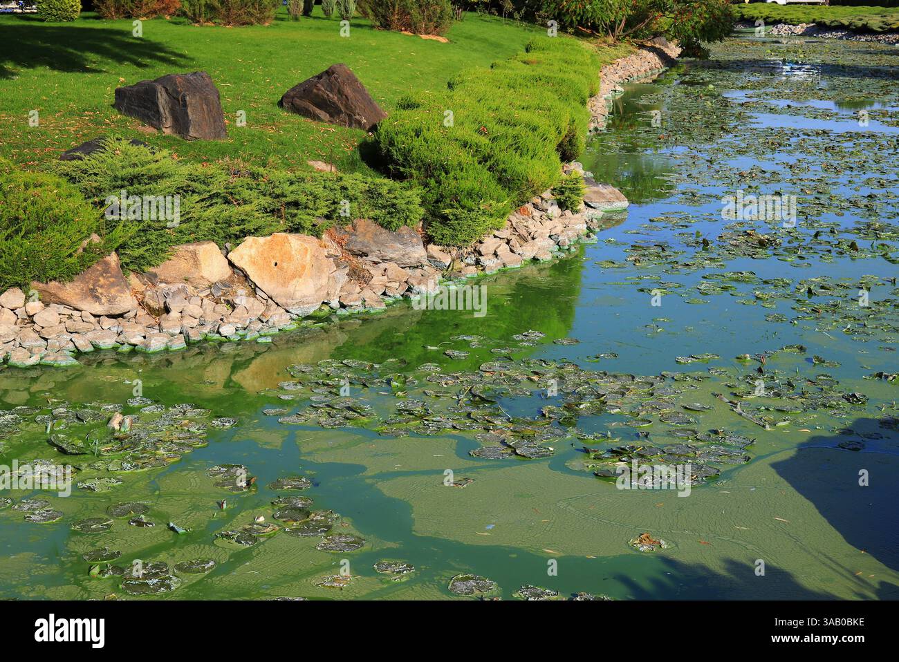 Water pollution by blooming blue green algae - is world environmental ...
