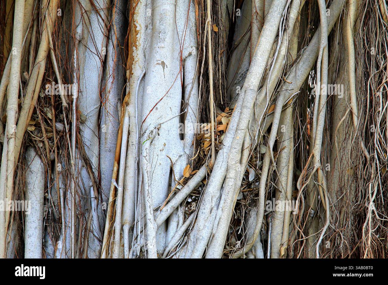Roots, vines, old tree trunk, background, texture of intertwined tree ...