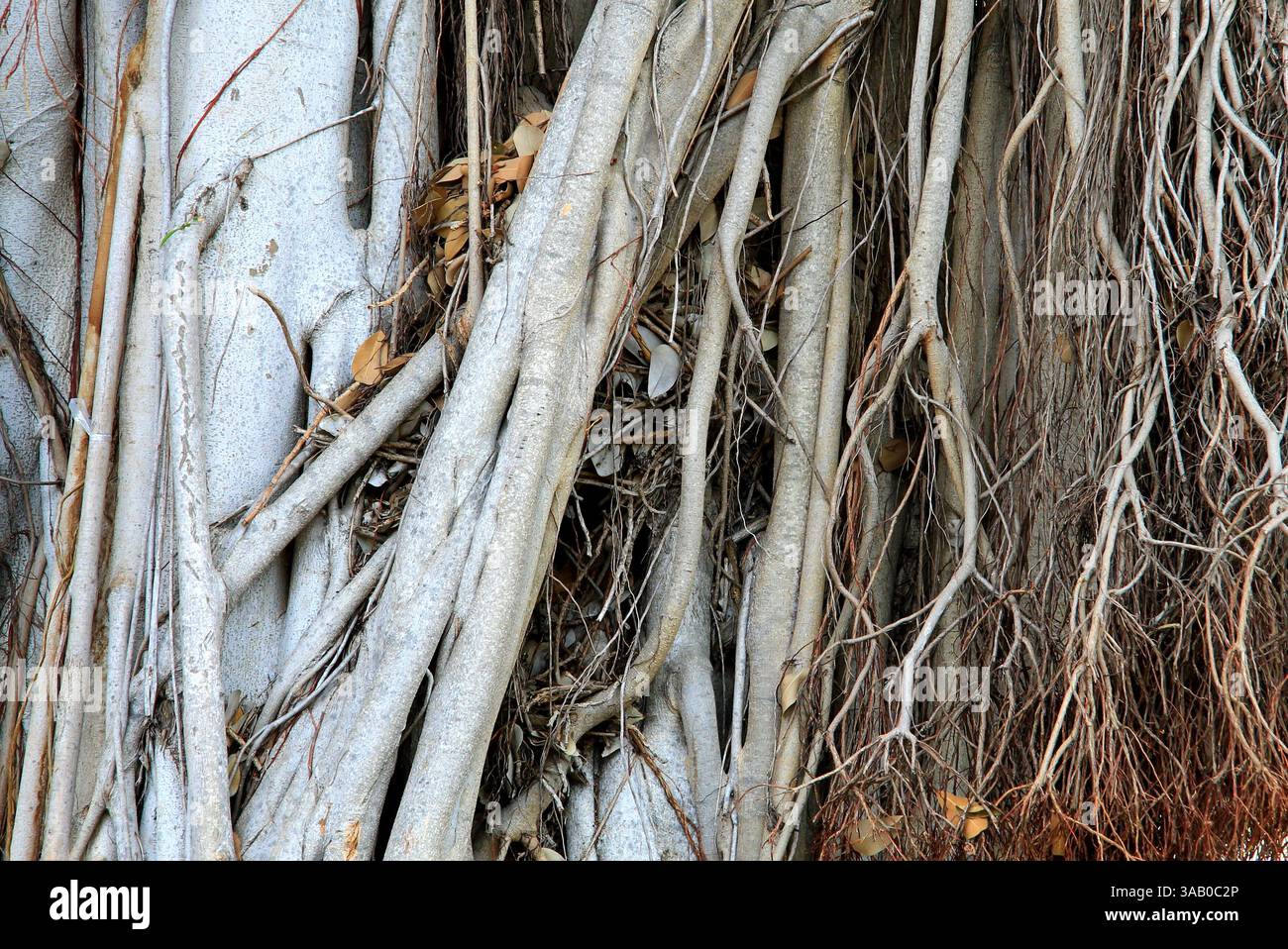 Roots, vines, old tree trunk, background, texture of intertwined tree ...