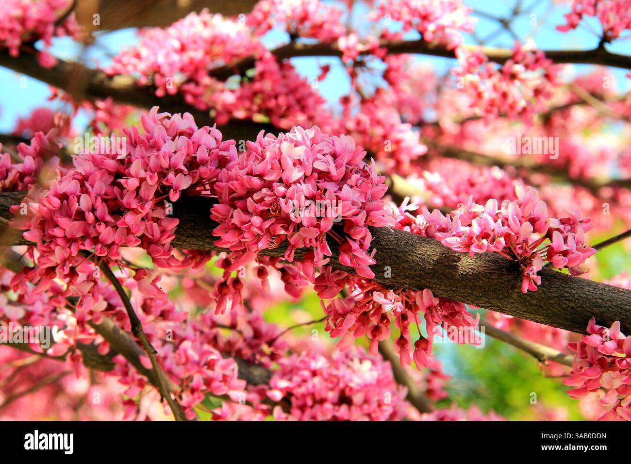 Redbud, Cercis, Judas tree, Cercis carob, Common redbud with pink ...