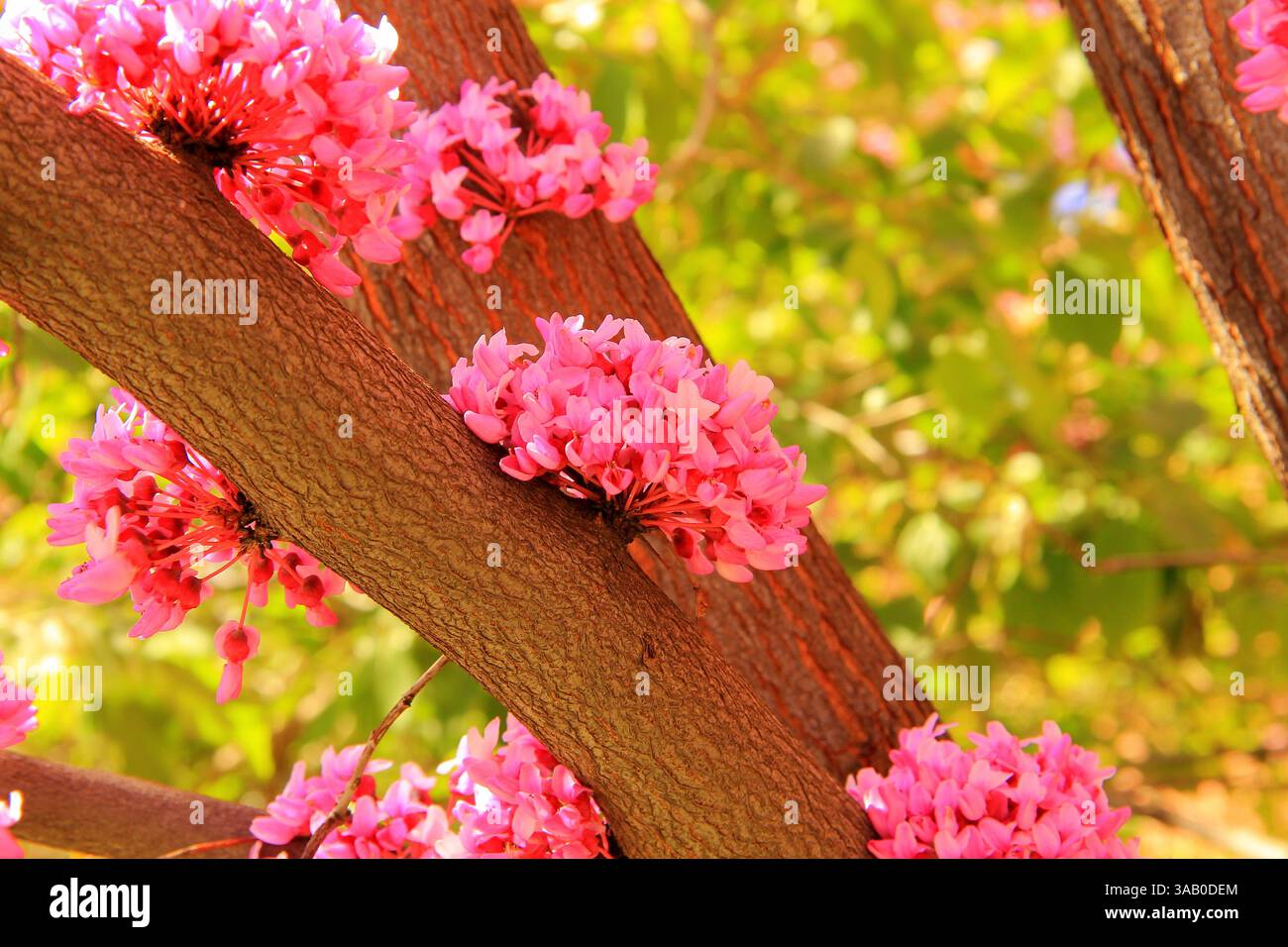 Redbud, Cercis, Judas tree, Cercis carob, Common redbud with pink ...