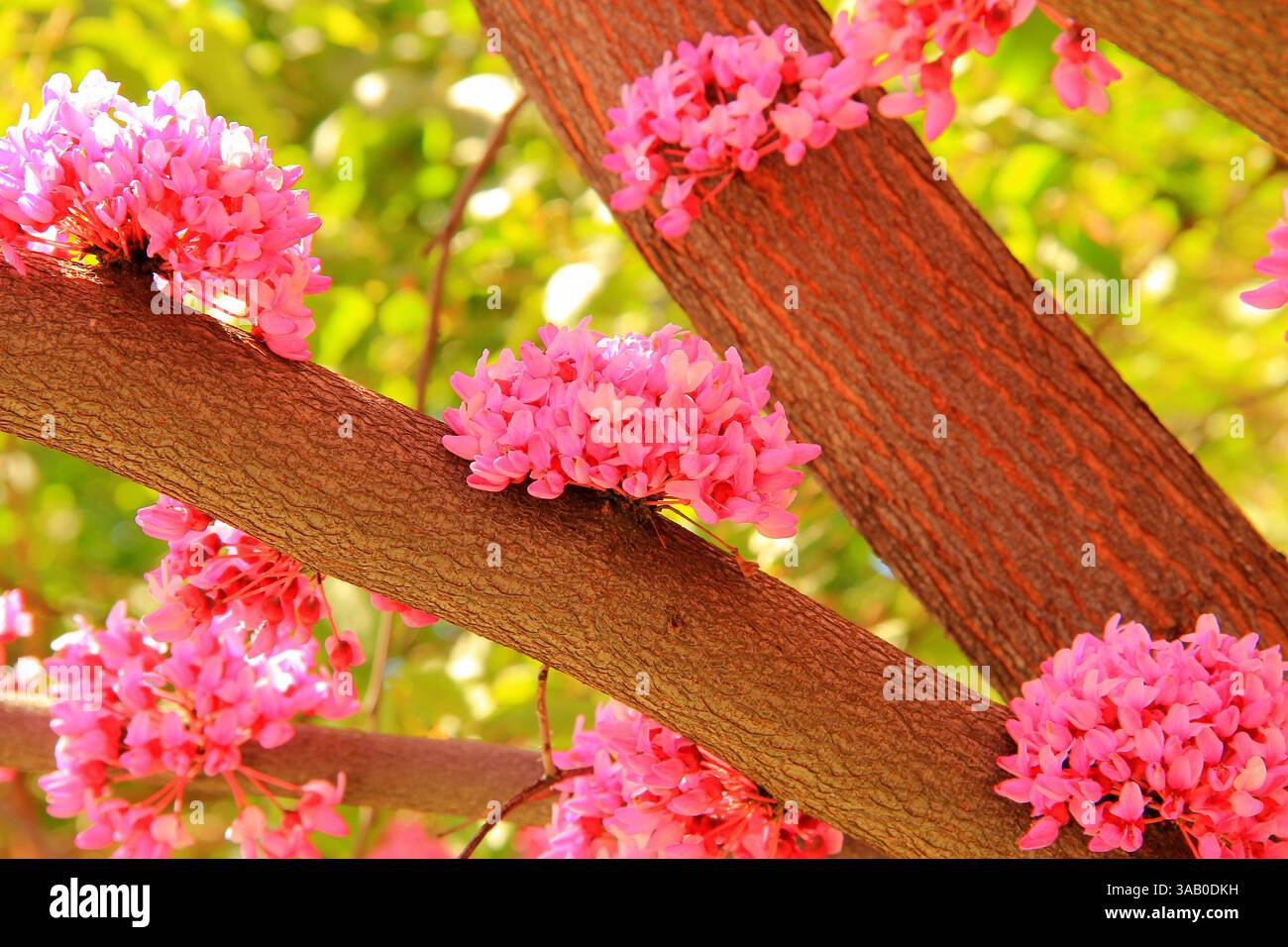 Redbud, Cercis, Judas tree, Cercis carob, Common redbud with pink ...