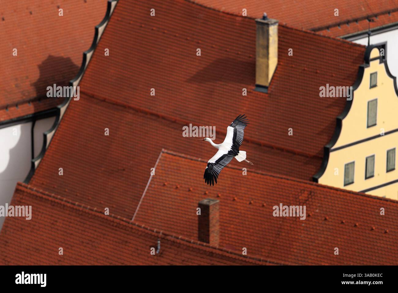 30 March 2025, Bavaria, Nördlingen: A white stork (Ciconia ciconia ...
