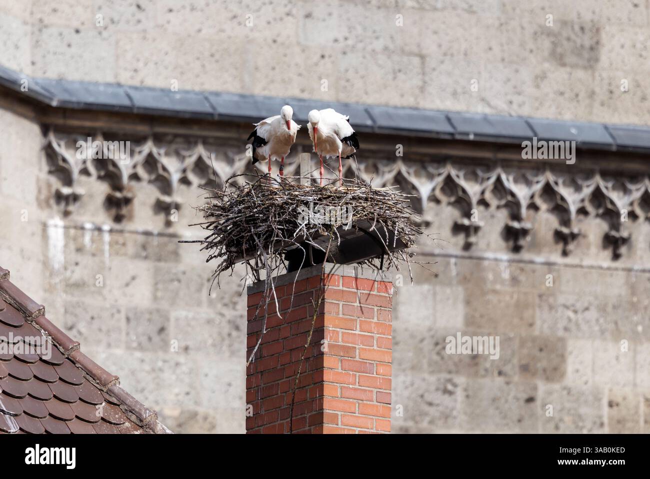 30 March 2025, Bavaria, Nördlingen: Two white storks (Ciconia ciconia ...