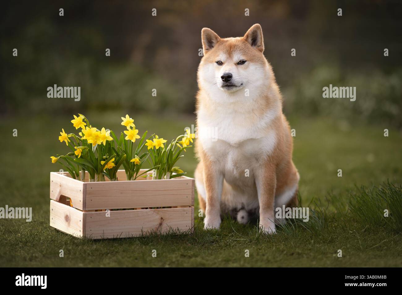 A red Shiba inu Dog is sitting next to wooden box with potted daffodil ...