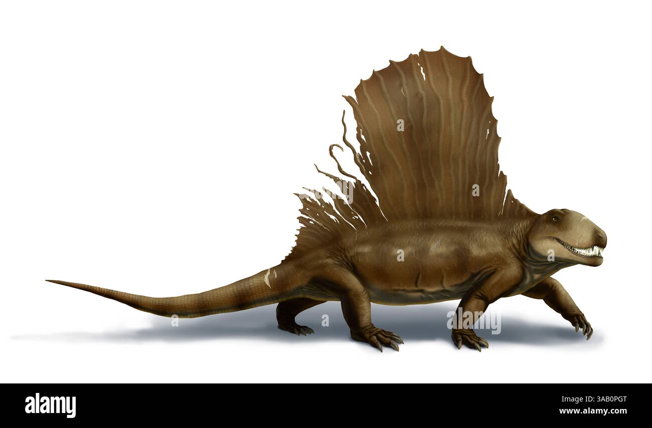 Dimetrodon with healed spine wounds Stock Photo - Alamy