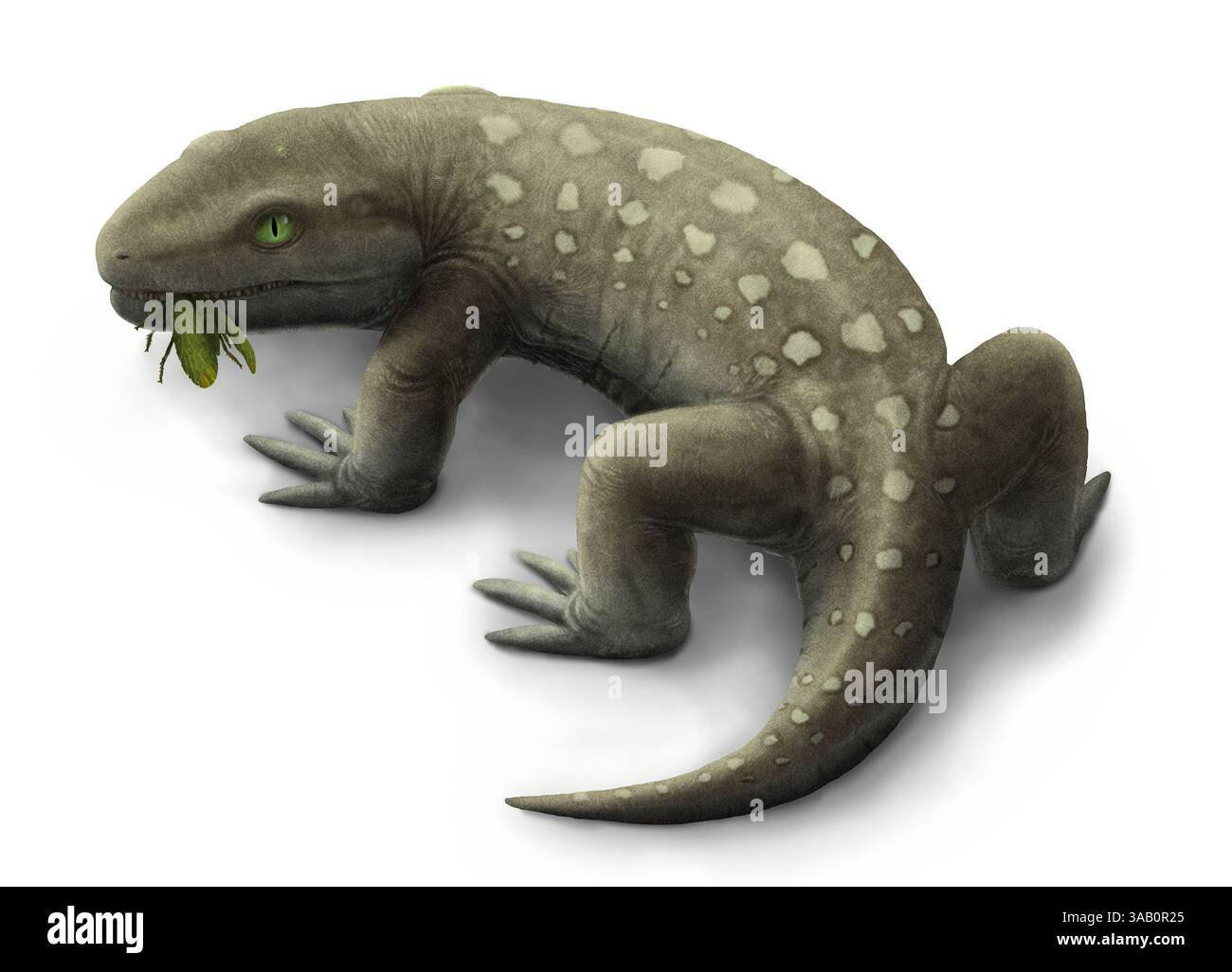 Seymouria amphibian with insect in its mouth Stock Photo - Alamy