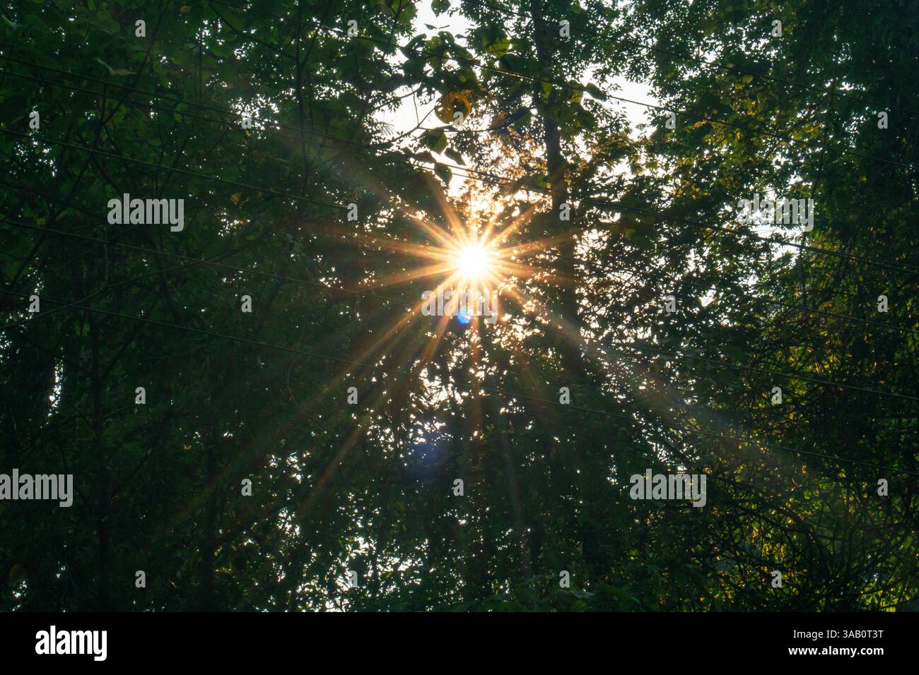 Rays summer sun shining through hi-res stock photography and images - Alamy