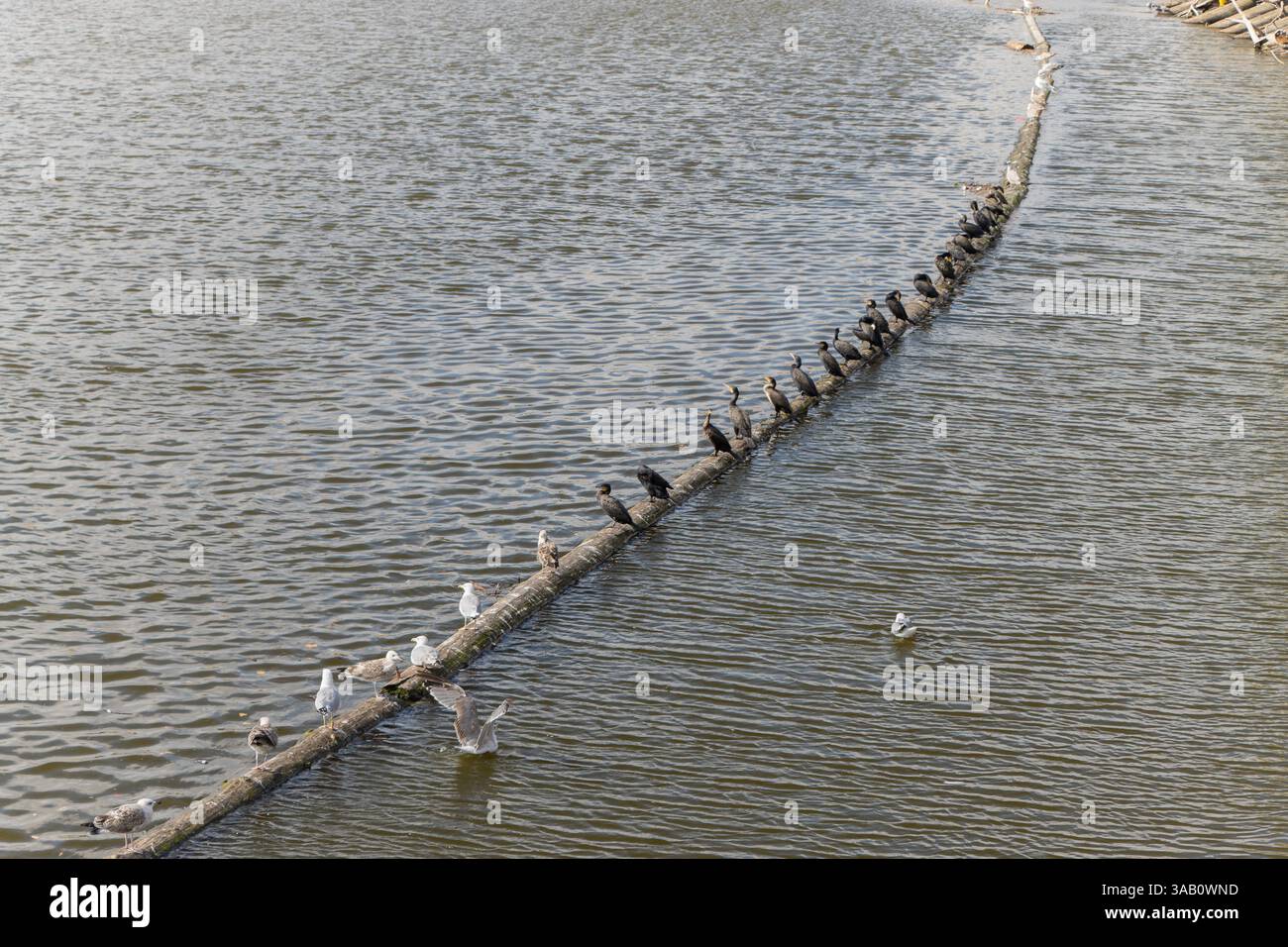 Flock of cormorants and a seagull standing on a log on the river Vltava ...