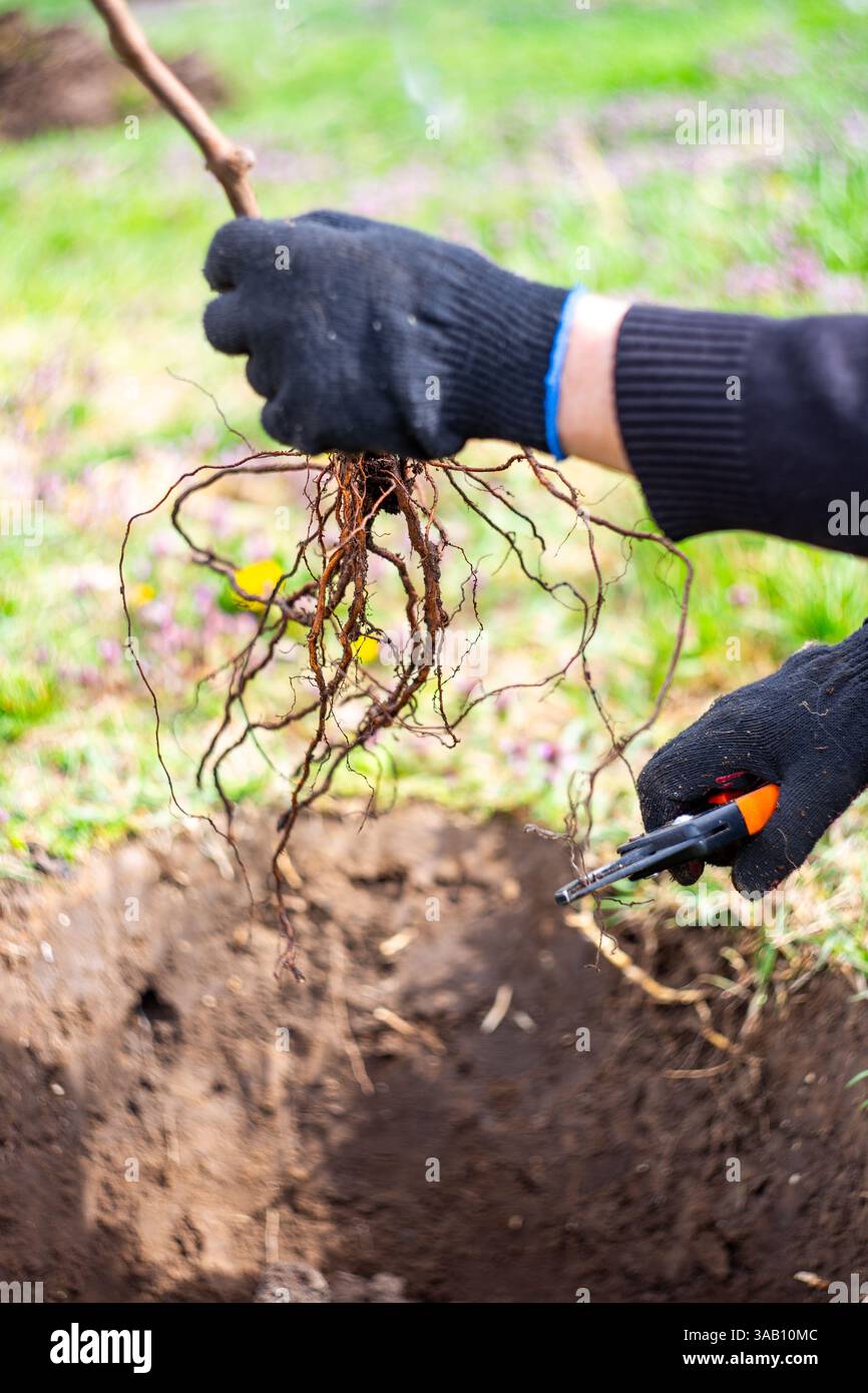 Planting fruit tree in the garden. Gardener trims roots of seedling ...