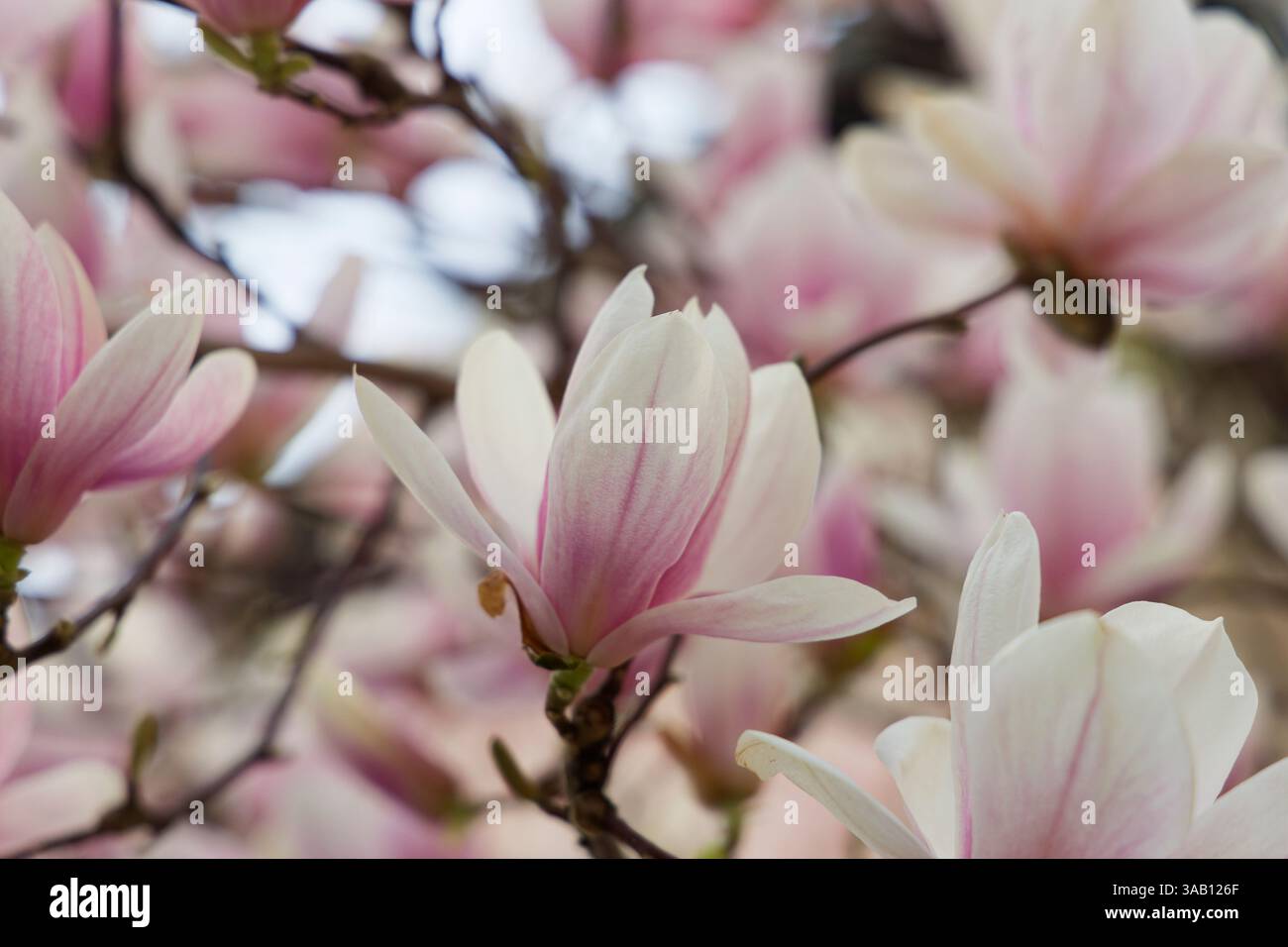 Pink in bucharest hi-res stock photography and images - Alamy
