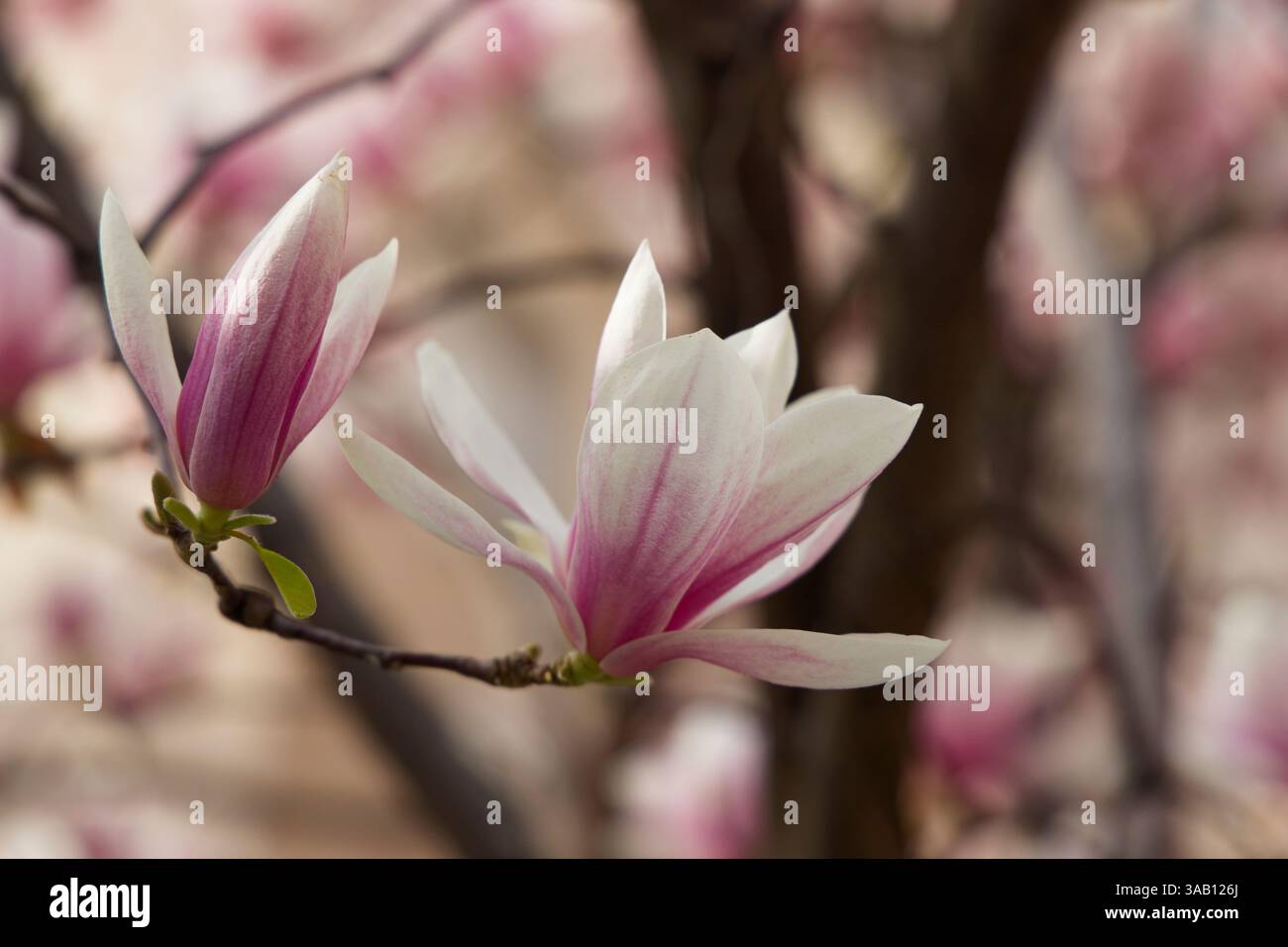 Pink in bucharest hi-res stock photography and images - Alamy