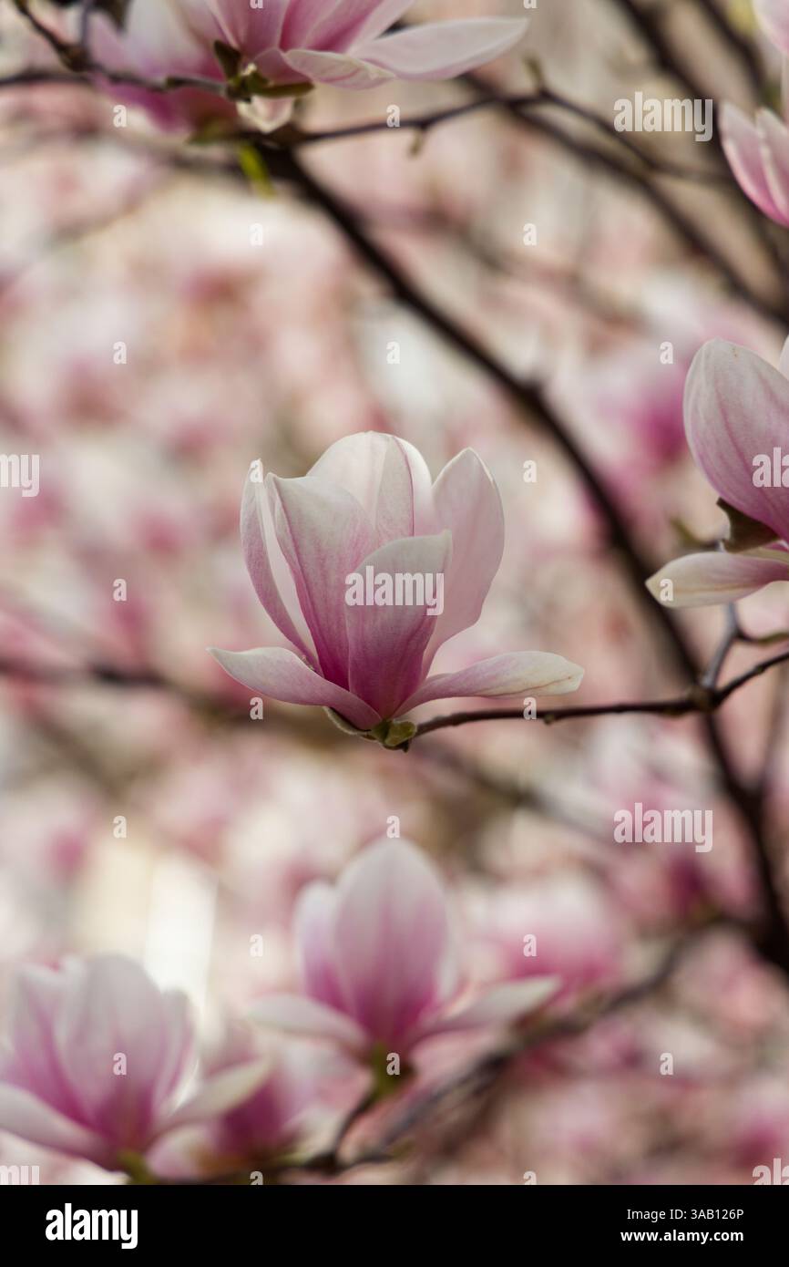 Pink in bucharest hi-res stock photography and images - Alamy