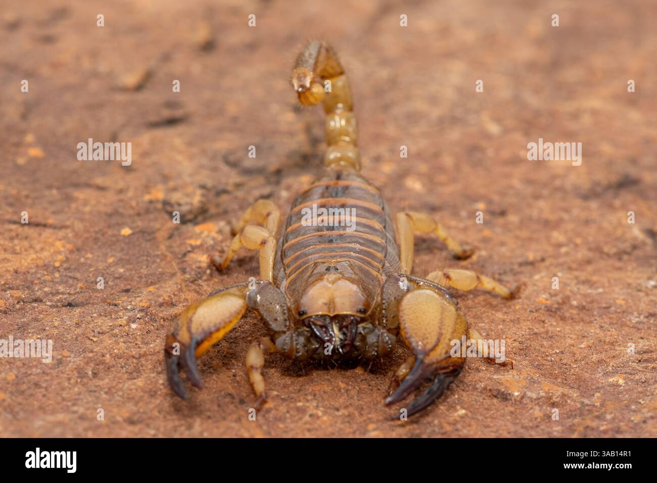 A beautiful shiny burrowing scorpion (Opistophthalmus glabrifrons) in ...