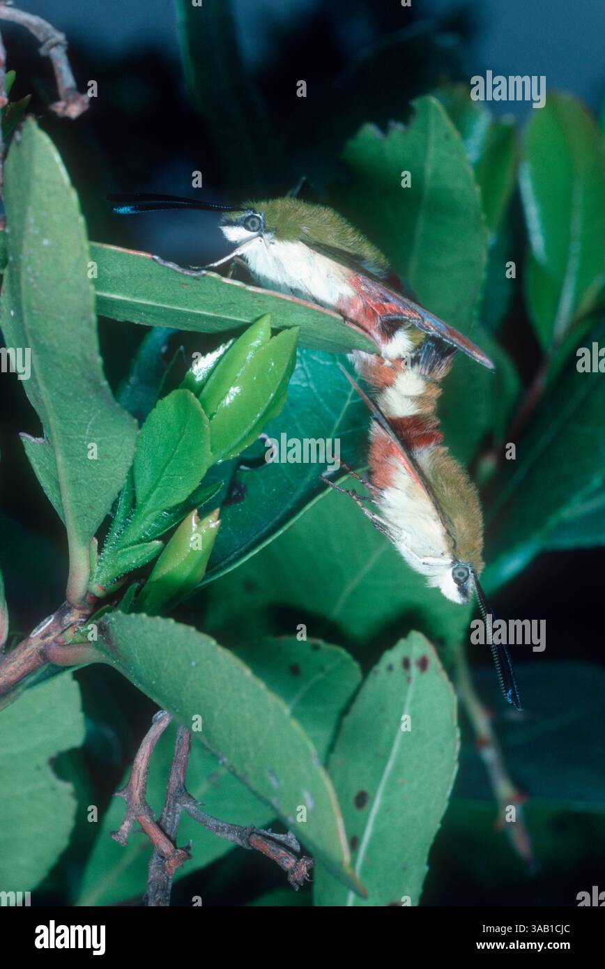 Broad-bordered Bee Hawkmoths, Hemaris fuciformis. Couple mating Stock ...