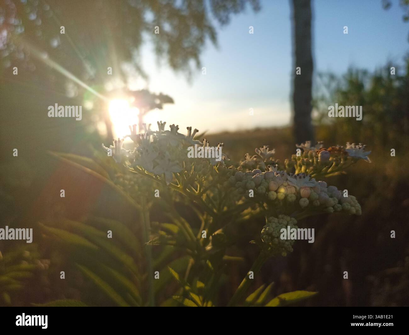 Sambucus ebulus, also known as danewort, dane weed, danesblood, dwarf ...