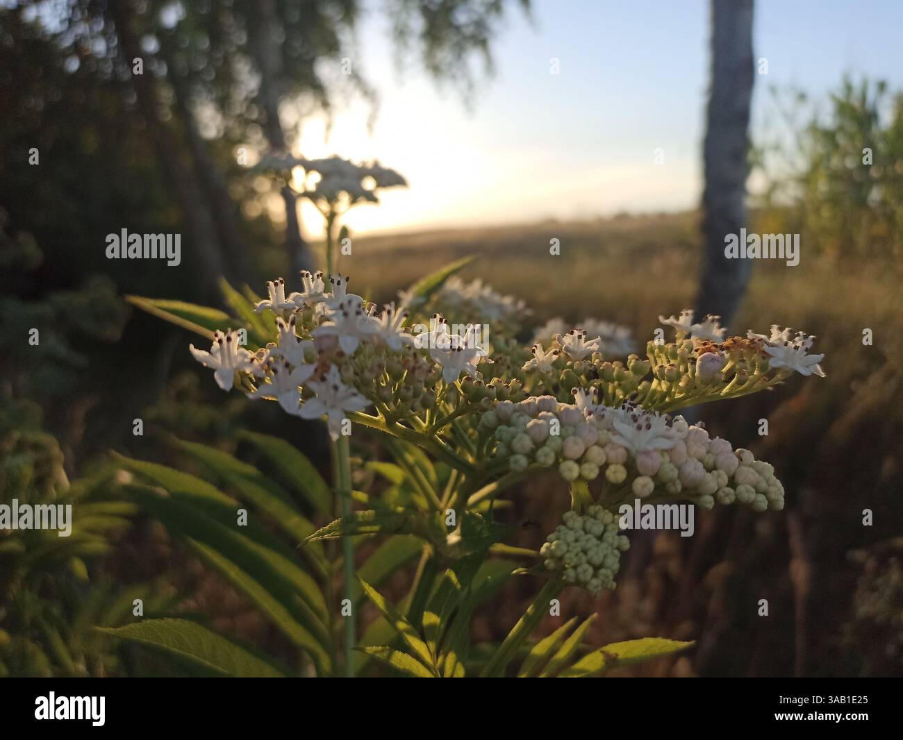 Sambucus ebulus, also known as danewort, dane weed, danesblood, dwarf ...