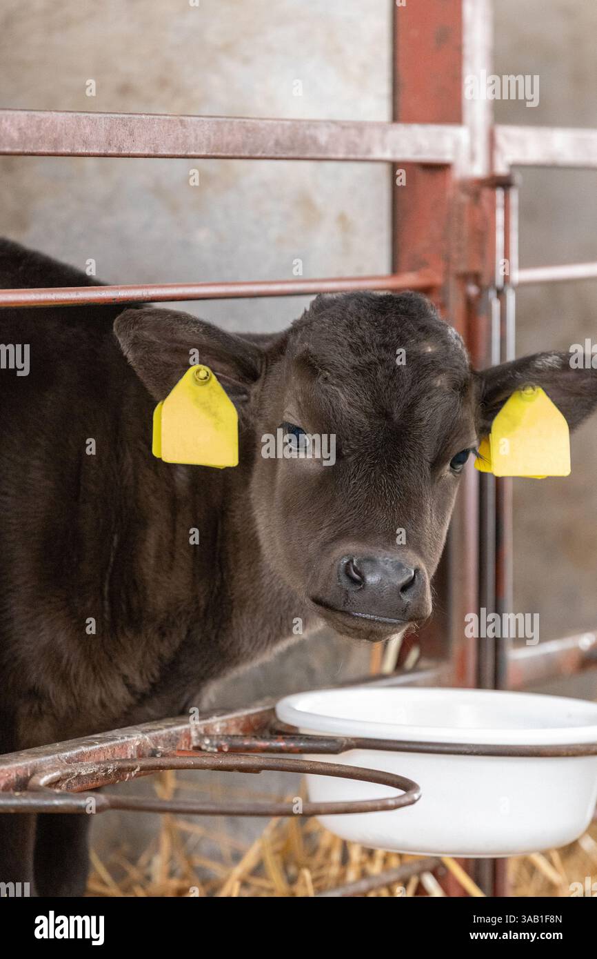 A purebred Japanese Wagyu calf in a stable, looking at the camera Stock ...