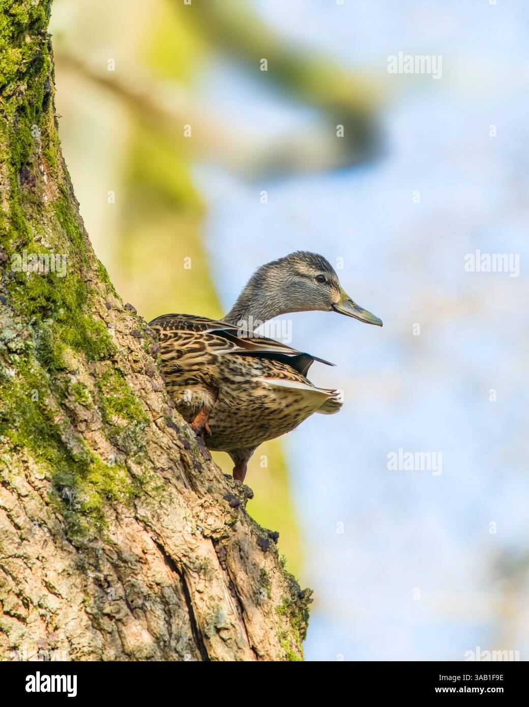 Female mallard duck (Anas platyrhynchos) climbing a tree in southern ...