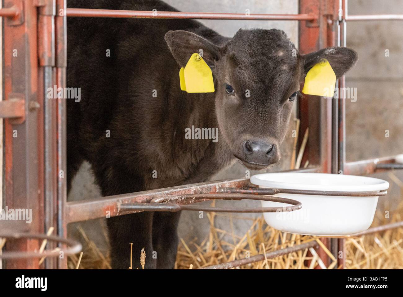 A purebred Japanese Wagyu calf in a stable, looking at the camera Stock ...