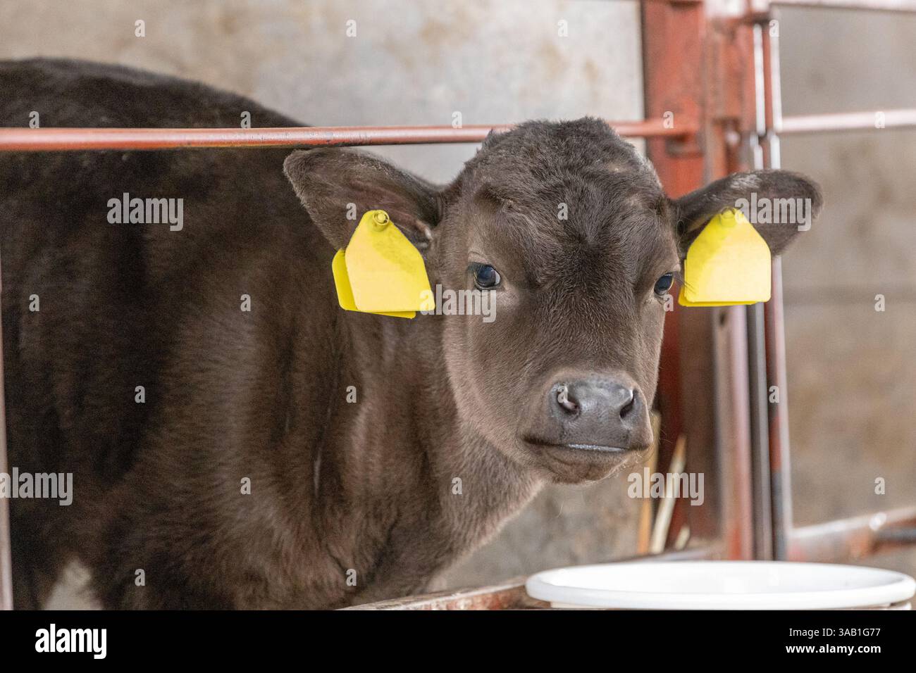 A purebred Japanese Wagyu calf in a stable, looking at the camera Stock ...