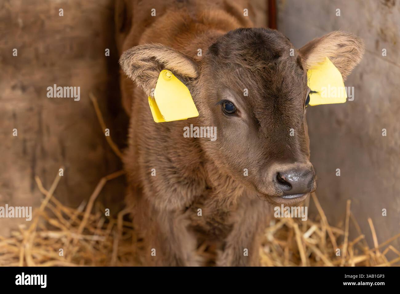 A purebred Japanese Wagyu calf in a stable, looking at the camera Stock ...