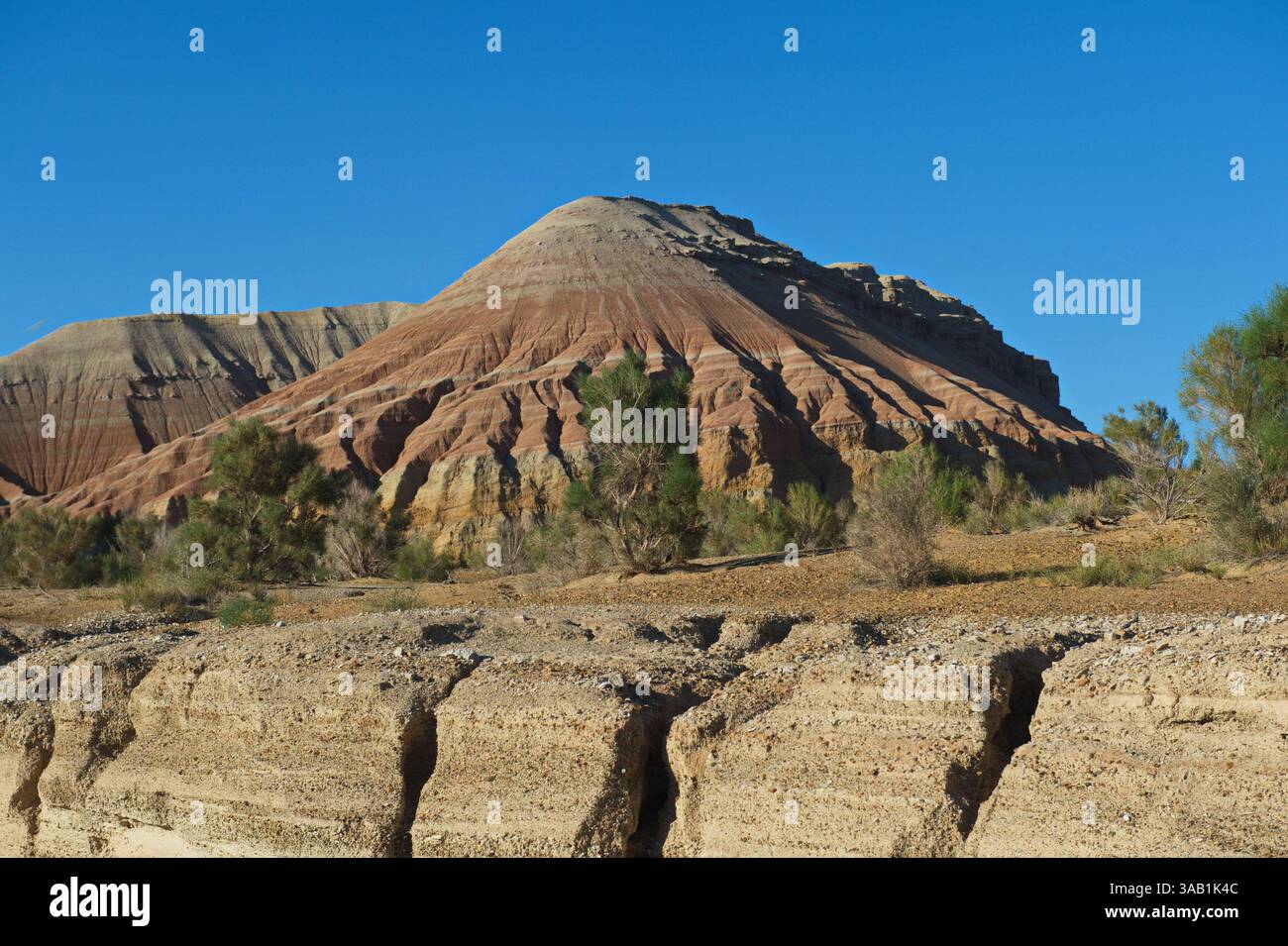 Shrubs and small trees in the sandy valley of the Altyn Emel Nature ...