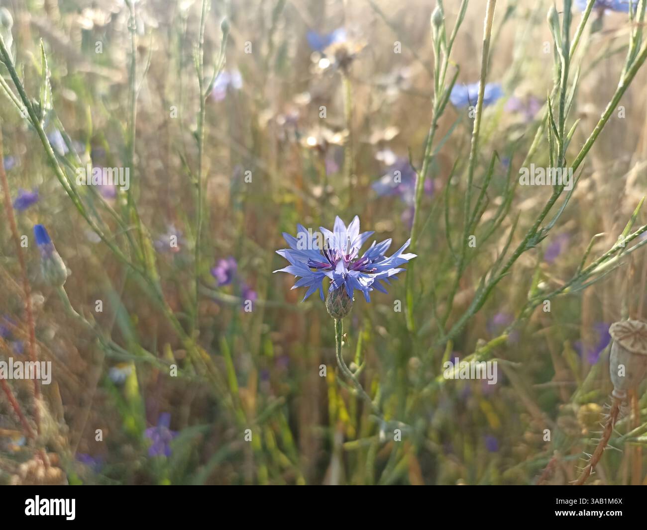 Centaurea cyanus, commonly known as cornflower or bachelor's button ...