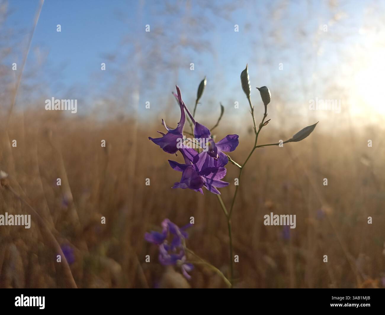 Consolida regalis, known as forking larkspur, rocket-larkspur, and ...