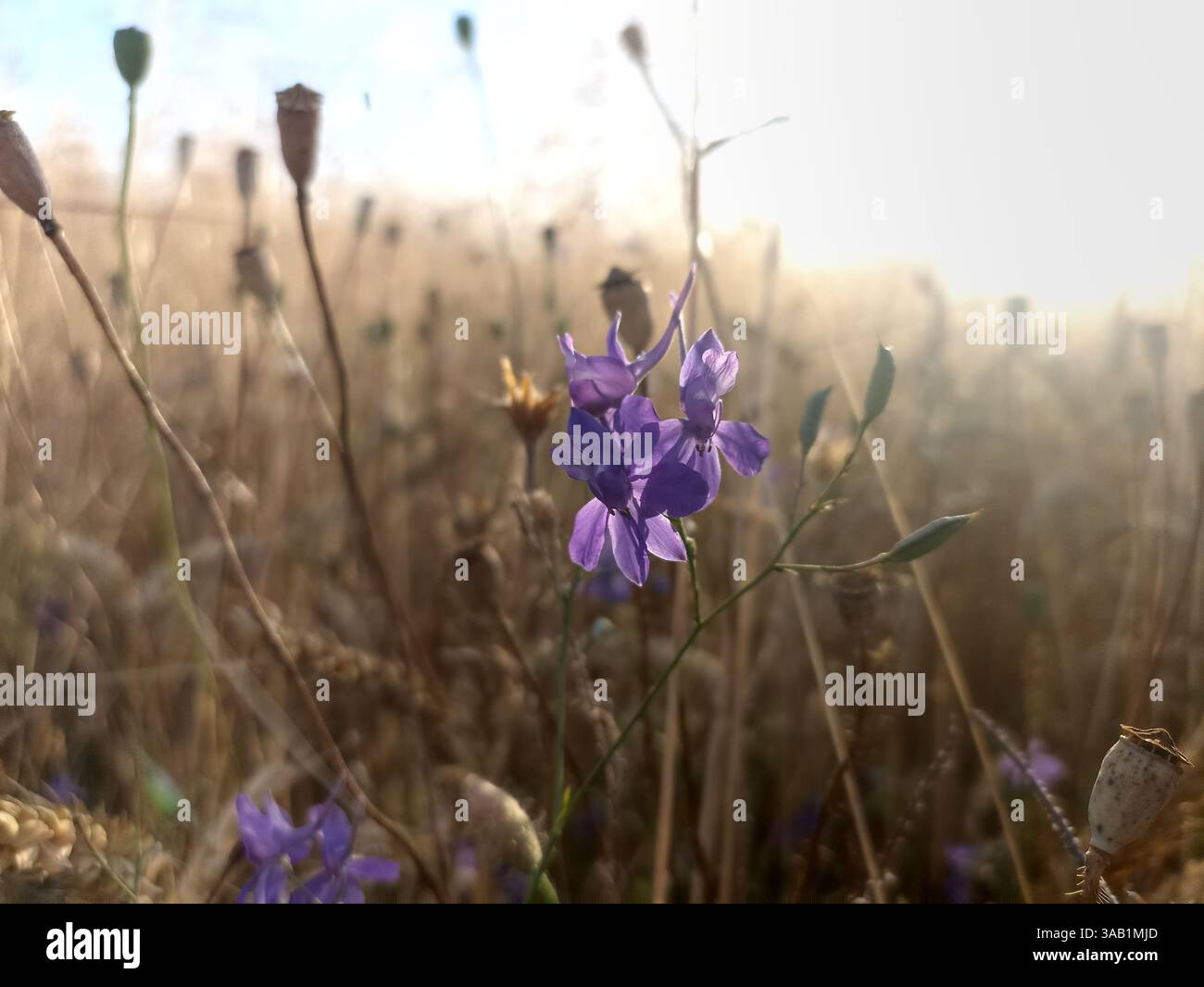 Consolida regalis, known as forking larkspur, rocket-larkspur, and ...