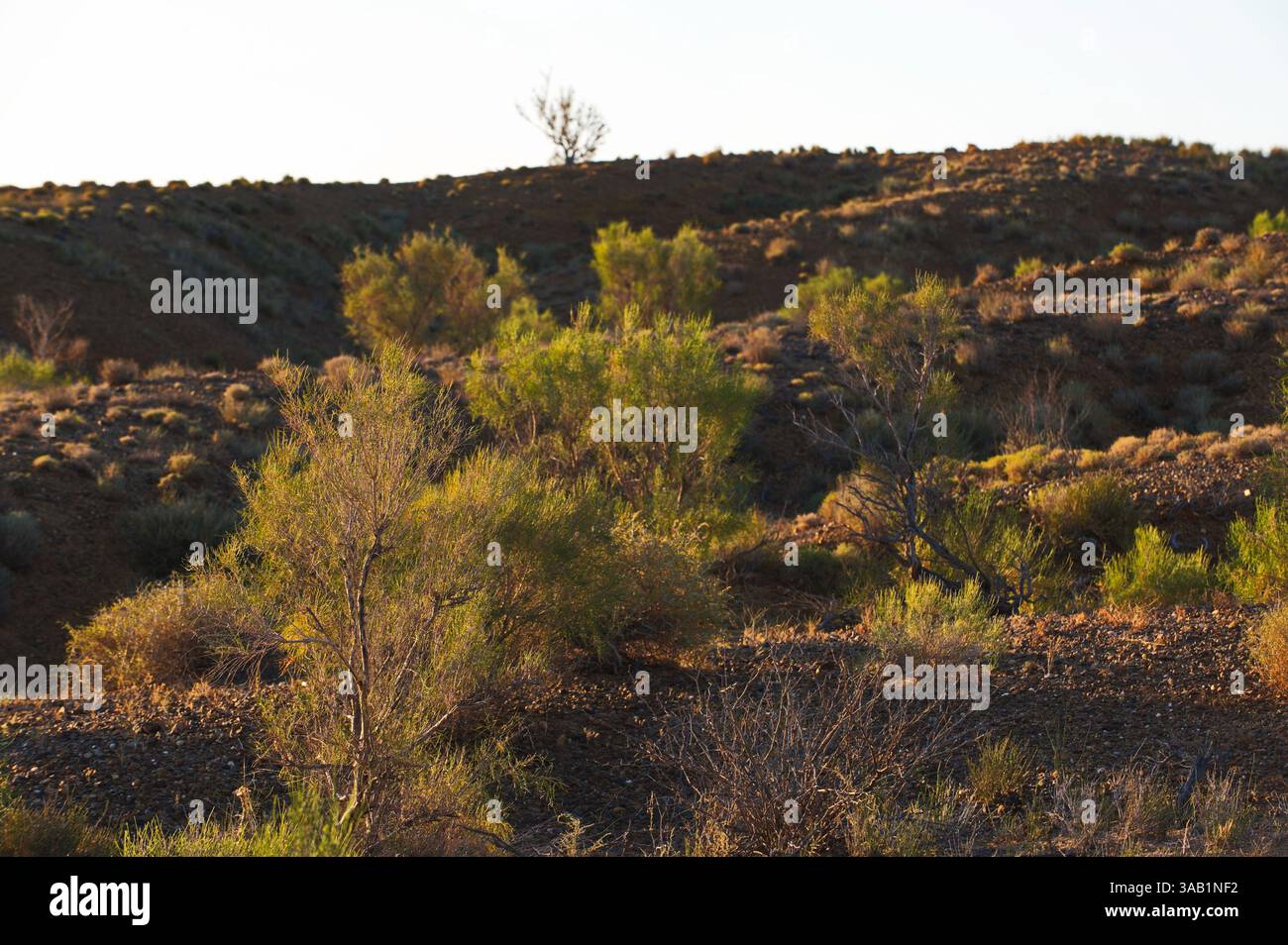 Trees and shrubs growing along the sandy and rocky hills in the Altyn ...