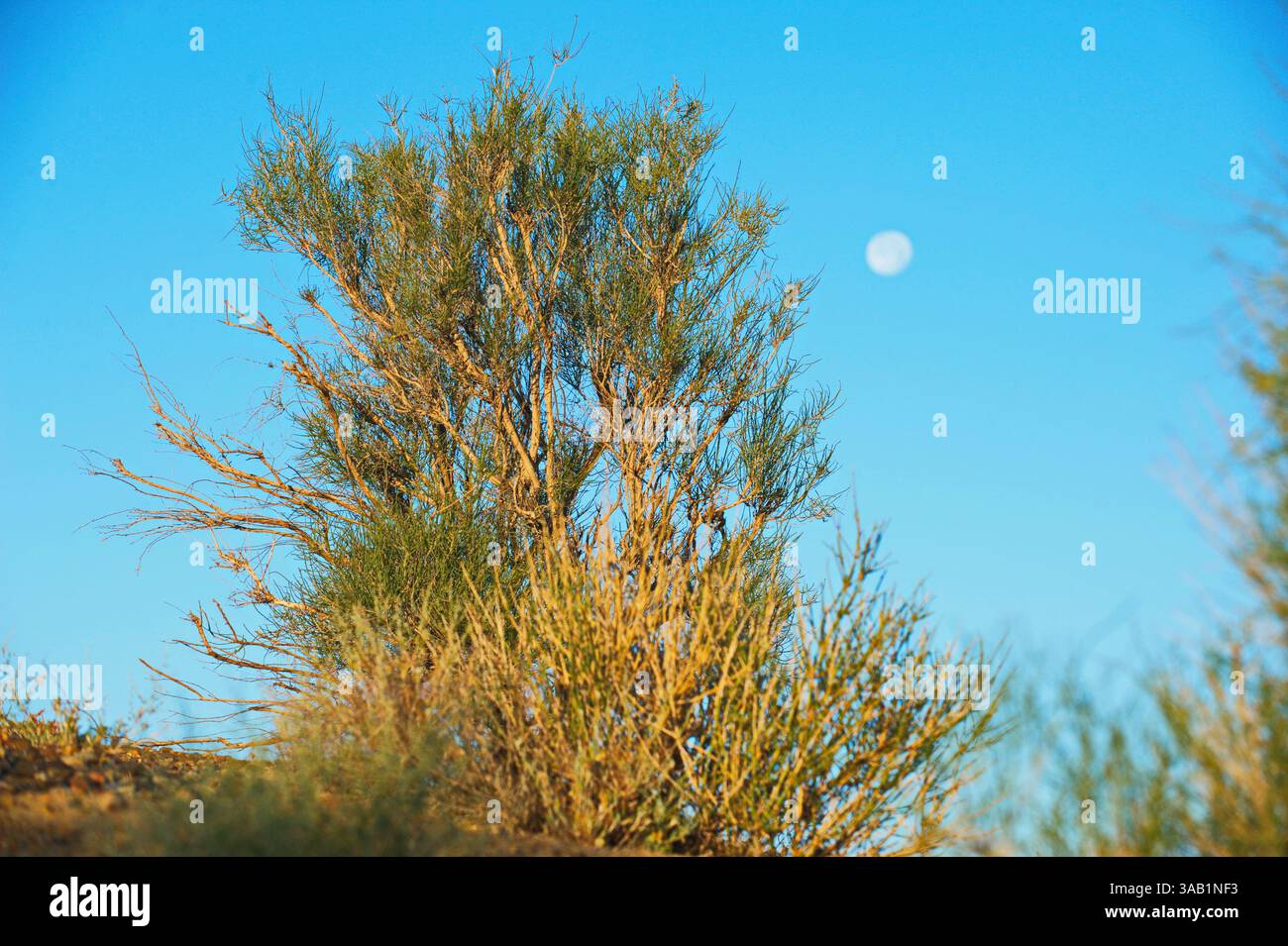 Trees and shrubs growing along the sandy and rocky hills in the Altyn ...