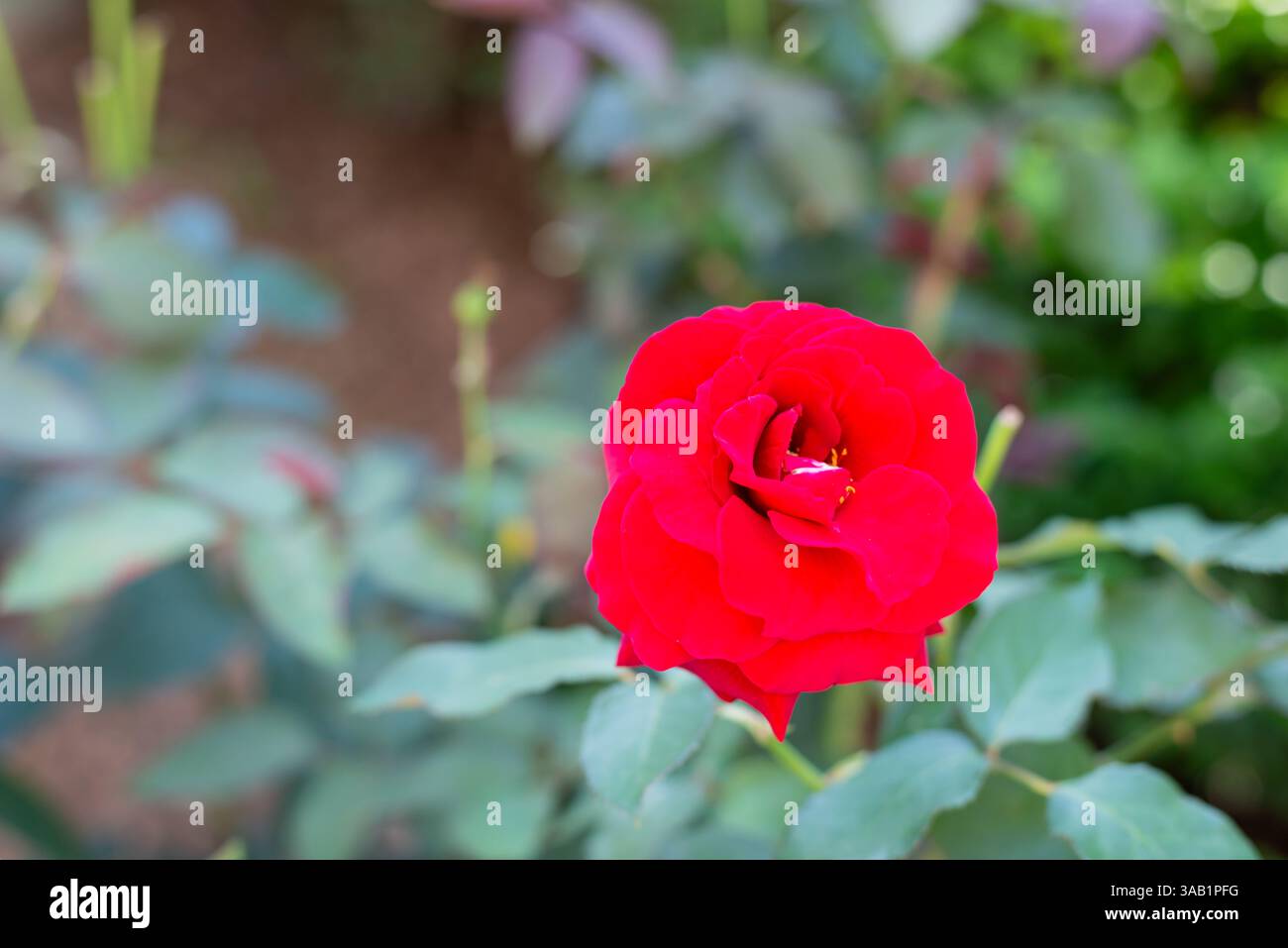 Red rose with its lush green leaves - detail Stock Photo - Alamy