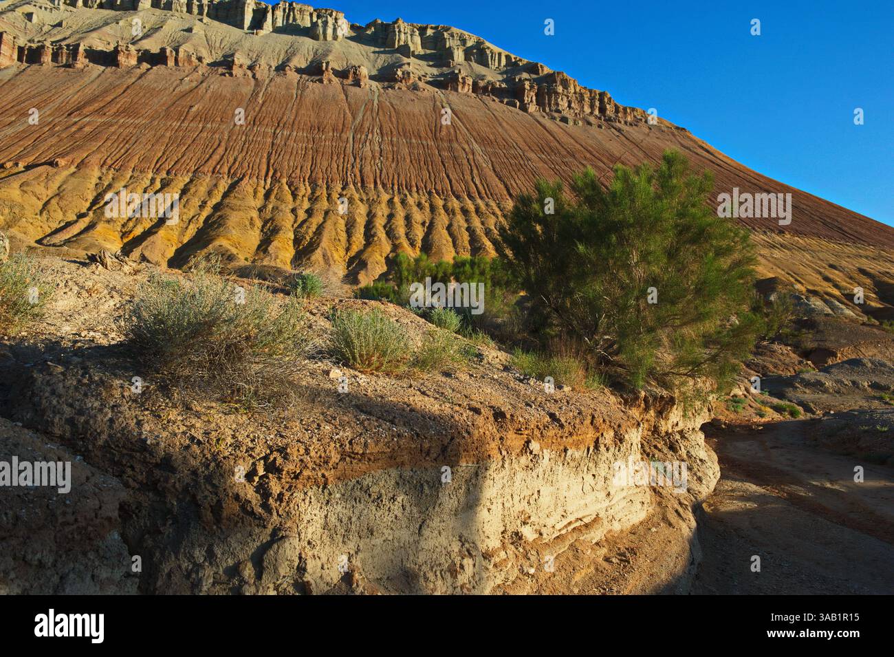 Small trees and shrubs growing against the background of hills in the ...