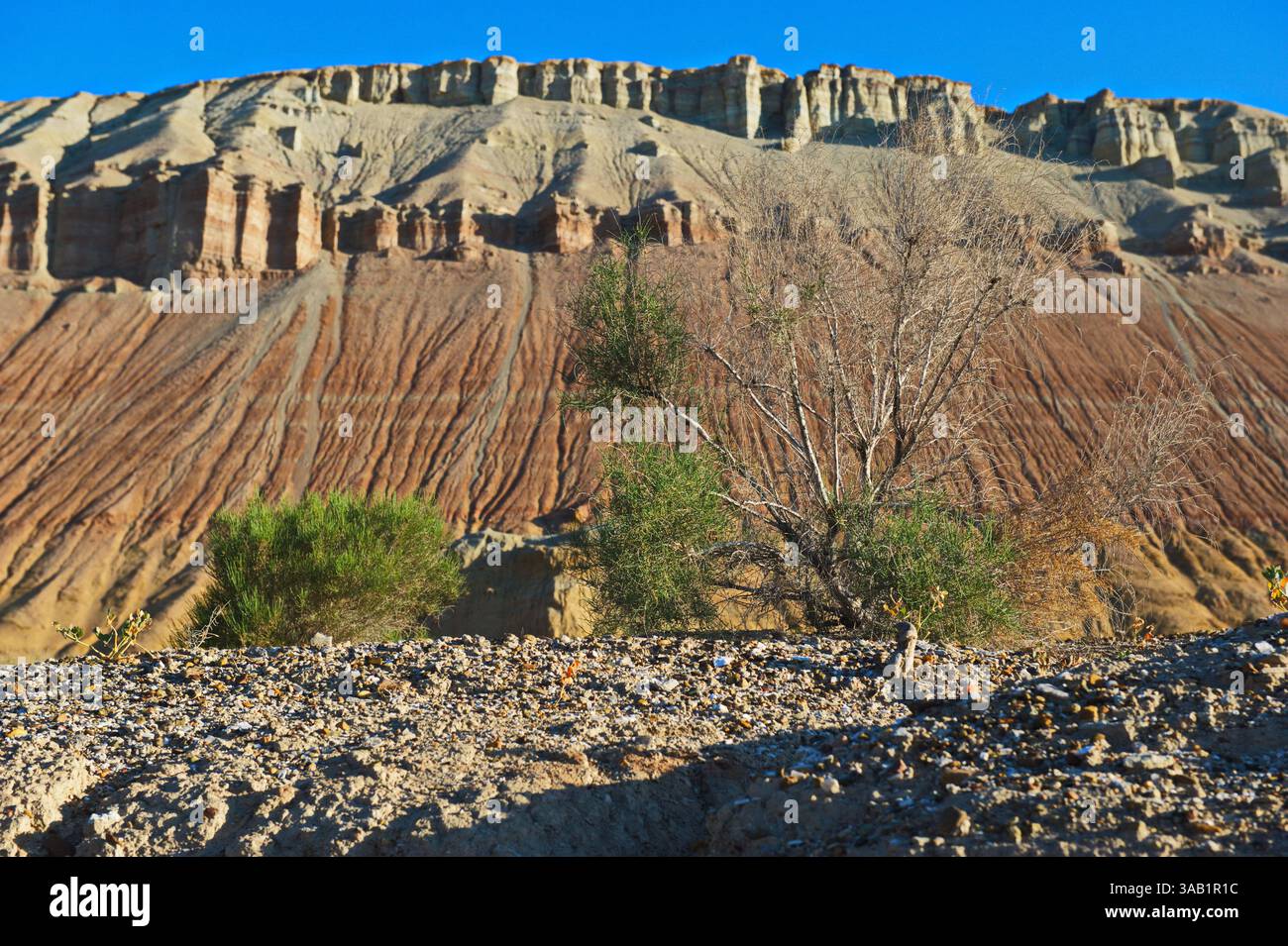 Small trees and shrubs growing against the background of hills in the ...