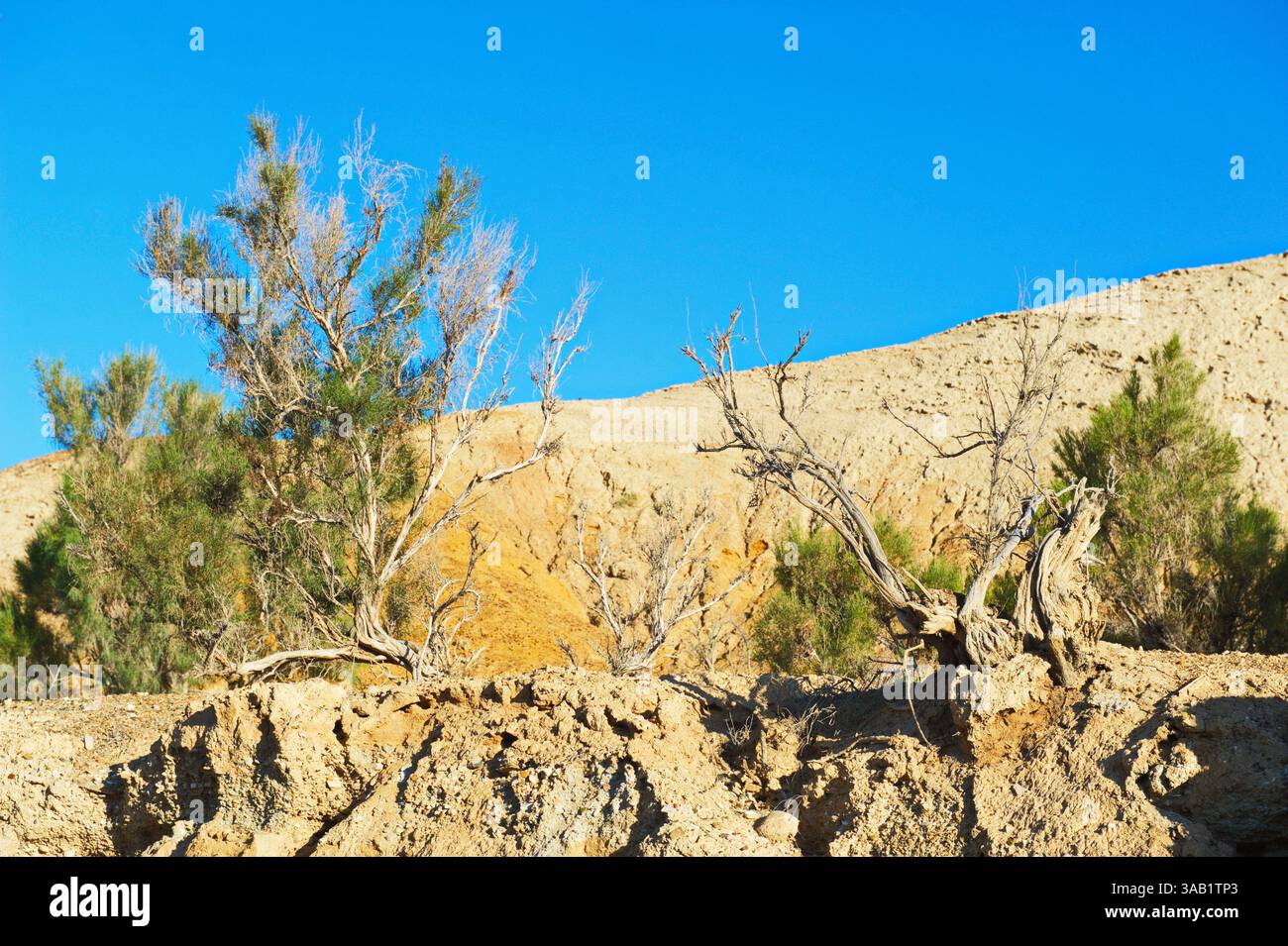 Small trees and shrubs growing against the background of hills in the ...