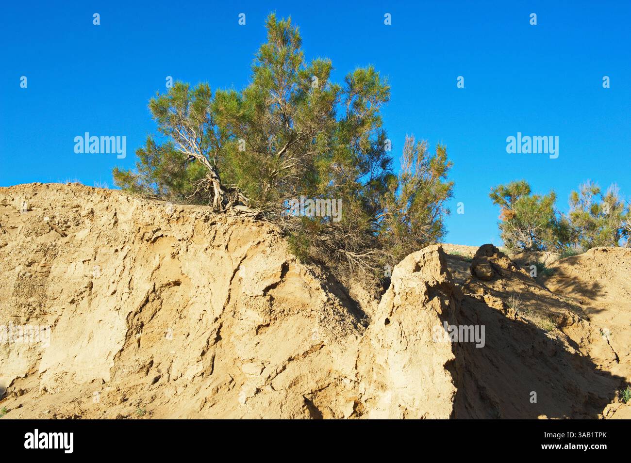 Small trees and shrubs growing against the background of hills in the ...