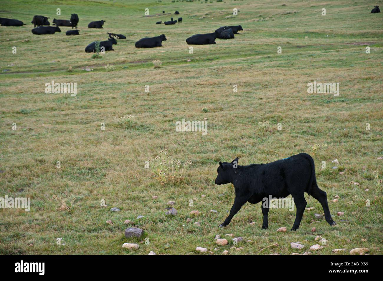 : Grazing animals on the high plateau - assy. It is located at an ...