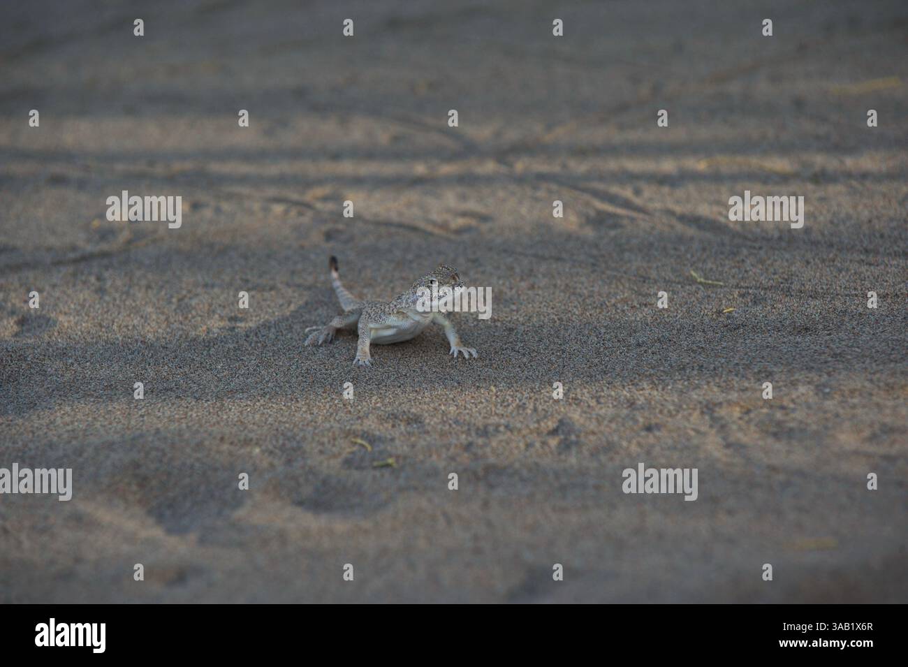Lizard on the sandy rocky ground in the Altyn Emel Nature Reserve Stock ...