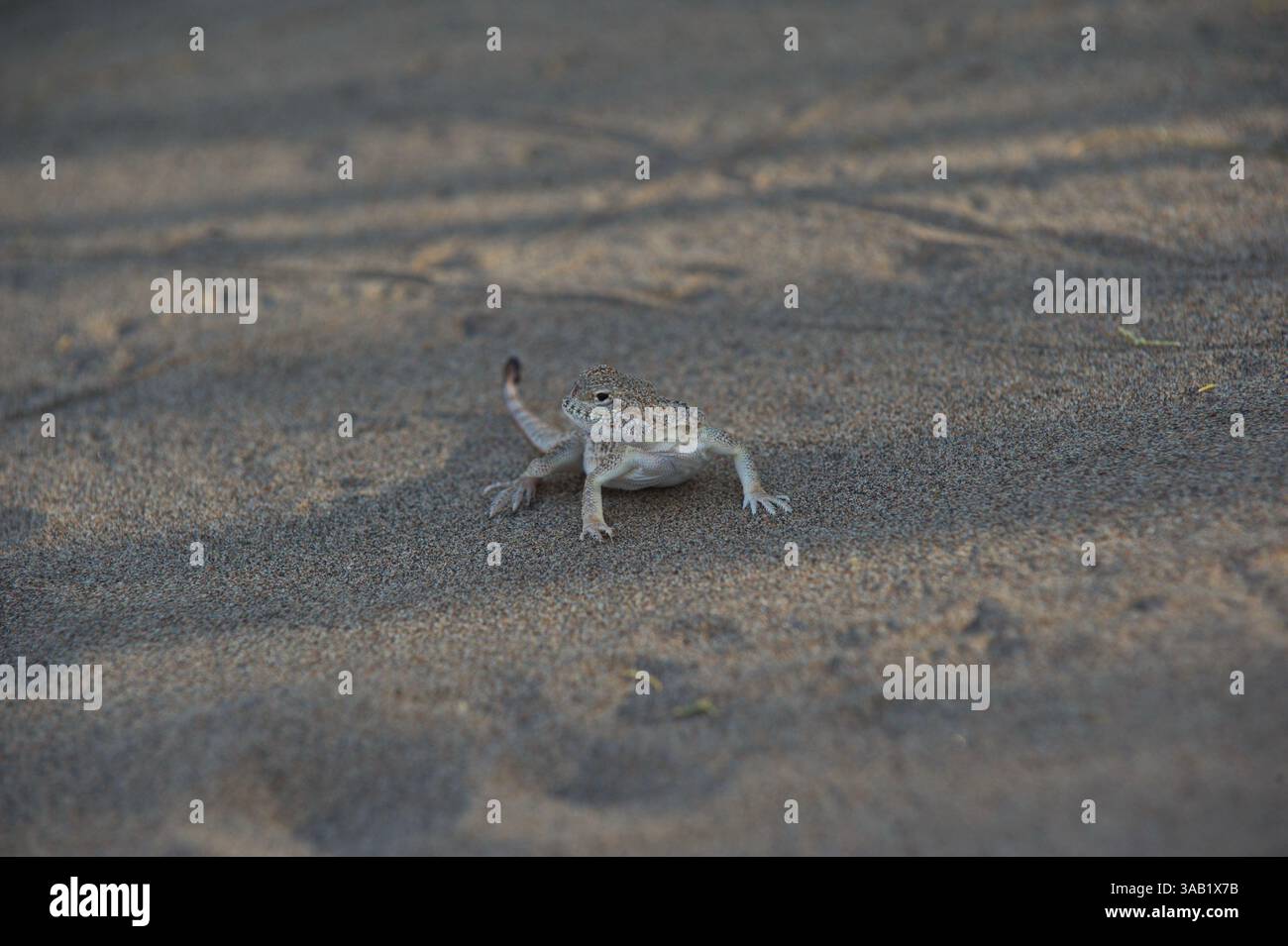 Lizard on the sandy rocky ground in the Altyn Emel Nature Reserve Stock ...