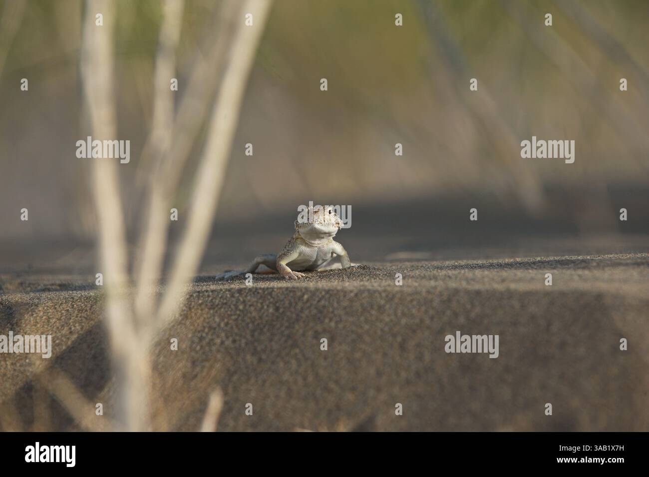 Lizard on the sandy rocky ground in the Altyn Emel Nature Reserve Stock ...
