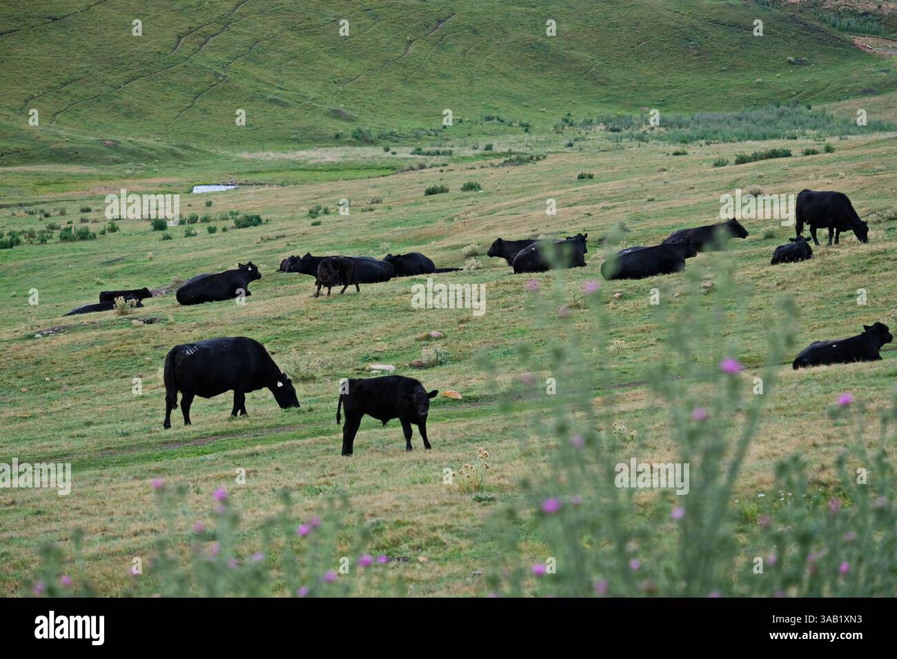 : Grazing animals on the high plateau - assy. It is located at an ...