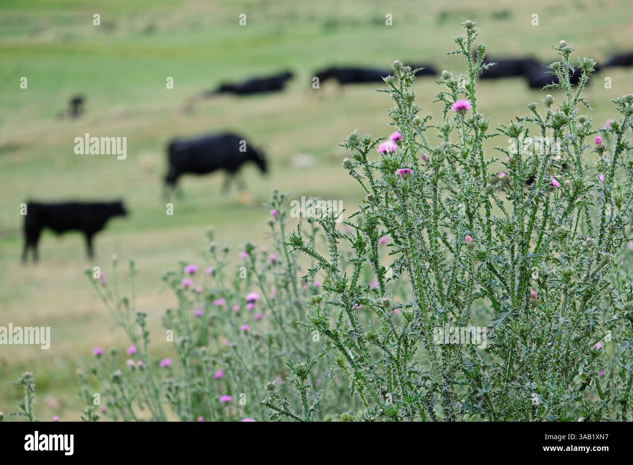 : Grazing animals on the high plateau - assy. It is located at an ...