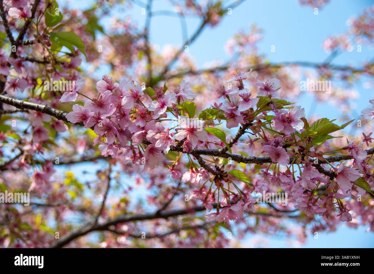 Outdoor nature photography japan hi-res stock photography and images ...