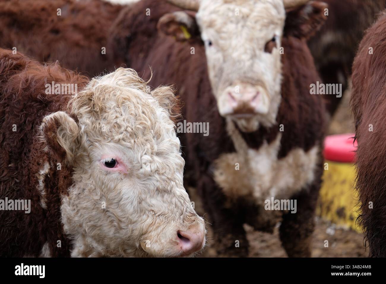 Farm for raising cattle and producing meat products Stock Photo - Alamy