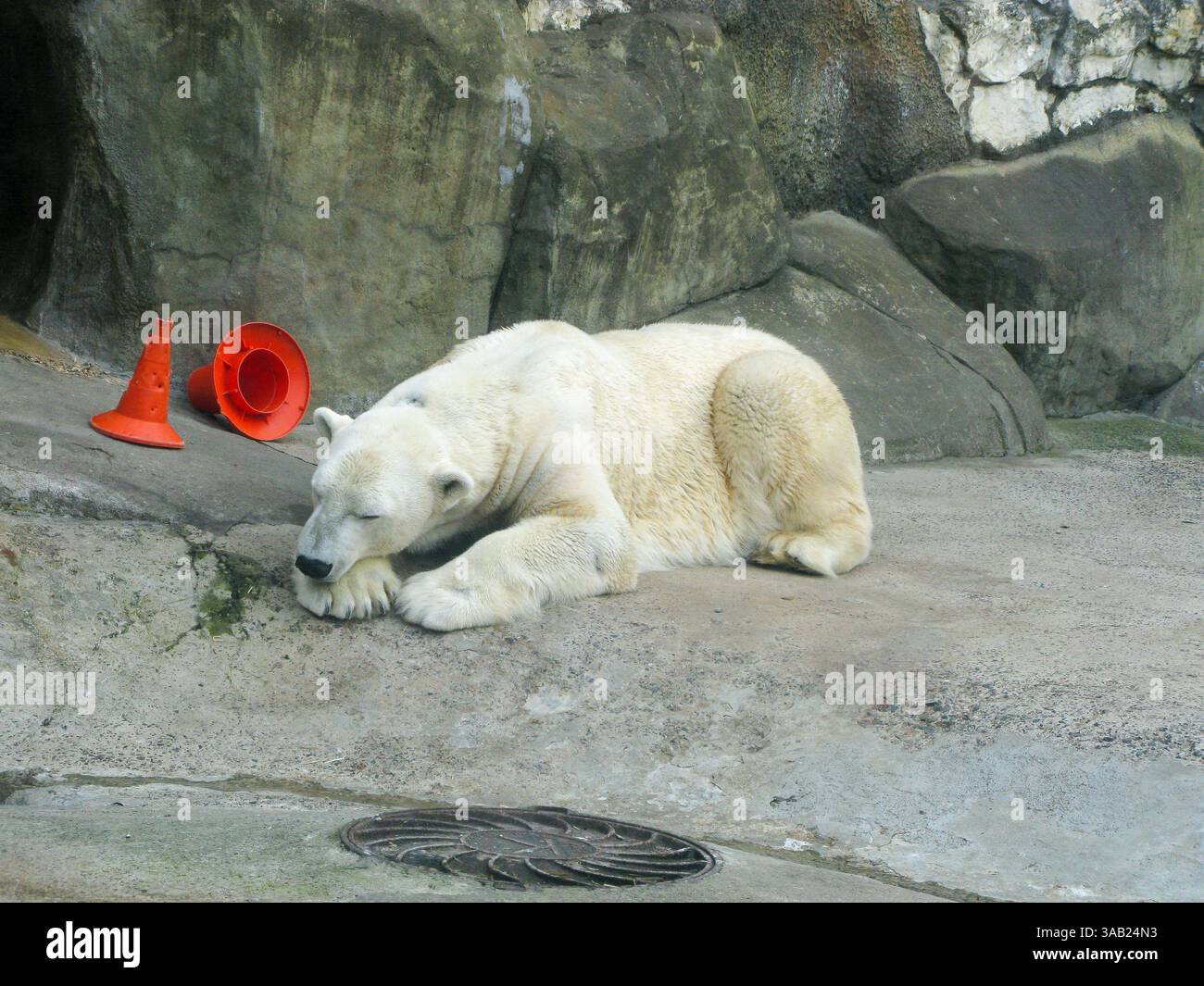 Moscow, Russia. 31st Mar, 2025. A polar bear seen resting in Moscow zoo ...