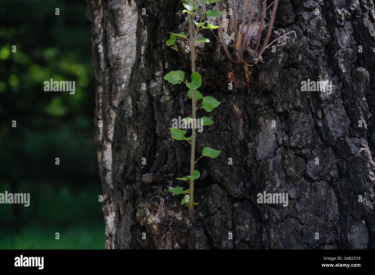 Trees and shrubs in the Botanical garden Stock Photo - Alamy